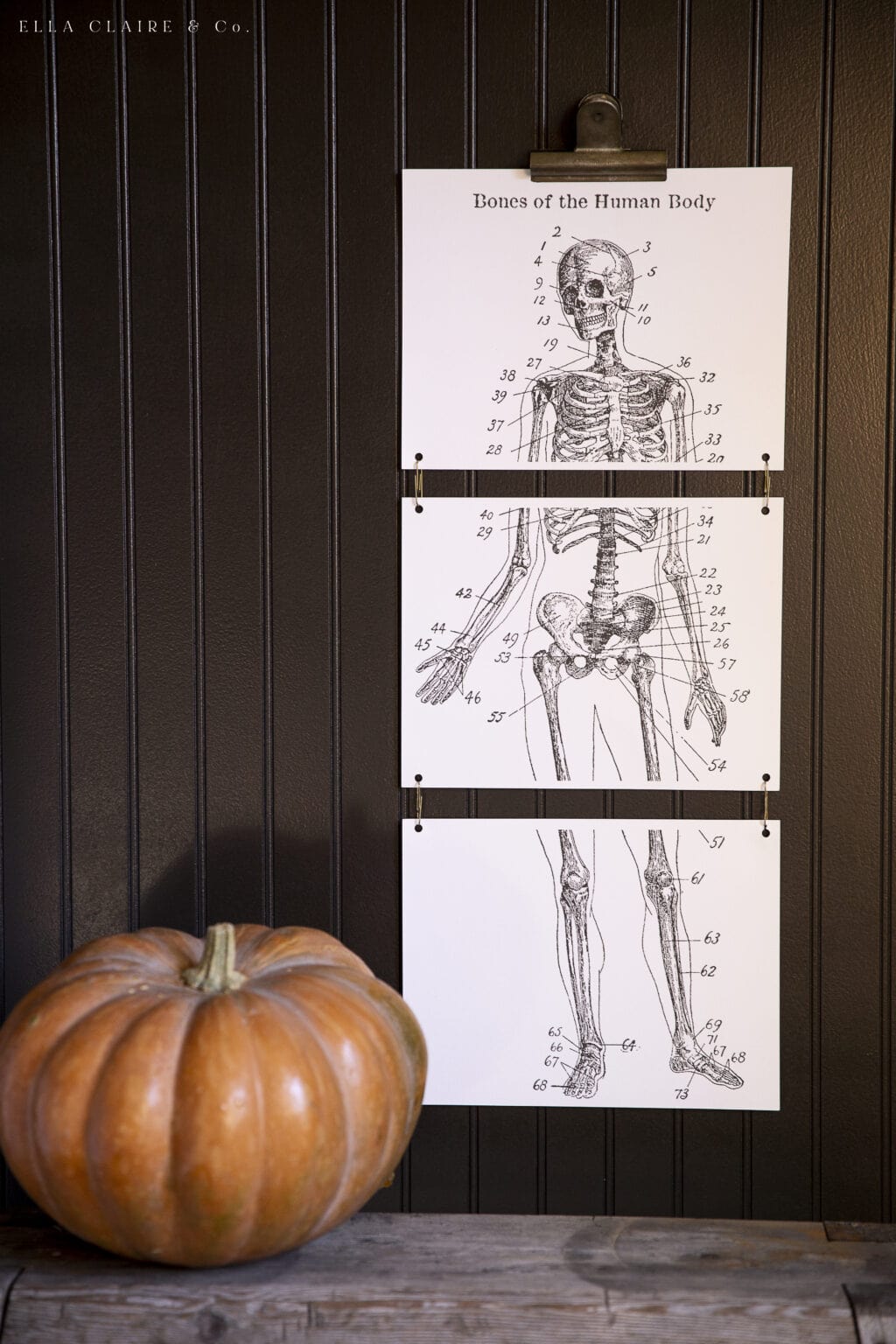 Halloween Skeleton Printable- Spooky Vintage Decor - Ella Claire & Co.
